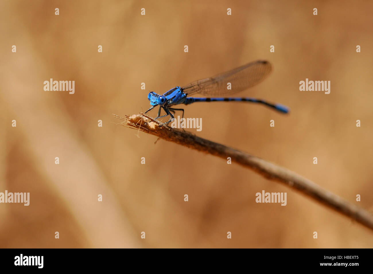 Blue Damselfly, Vivid Dancer male, Argia vivida, Temescal Canyon ...