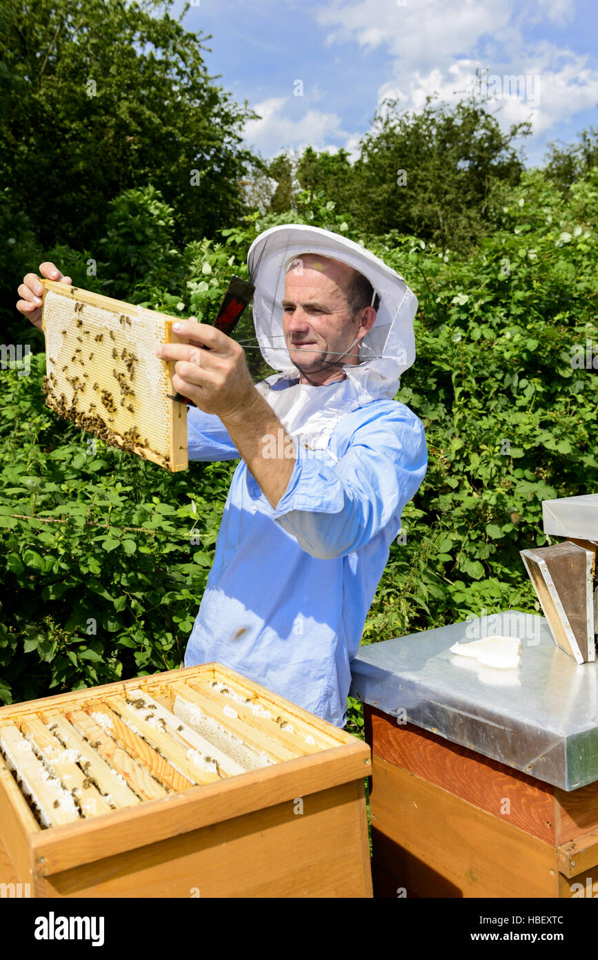 Beekeeper at work Stock Photo - Alamy