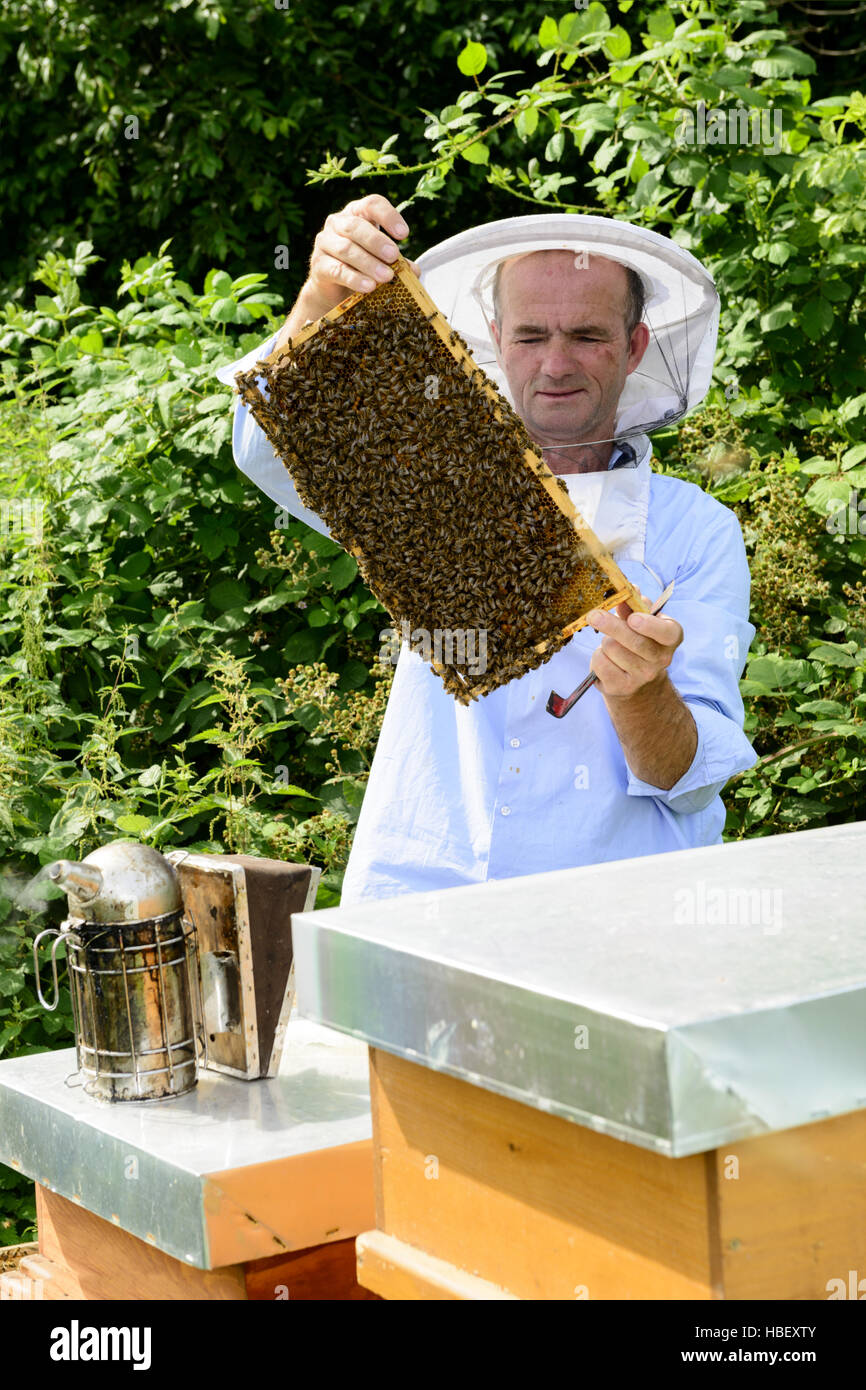 Beekeeper at work Stock Photo - Alamy