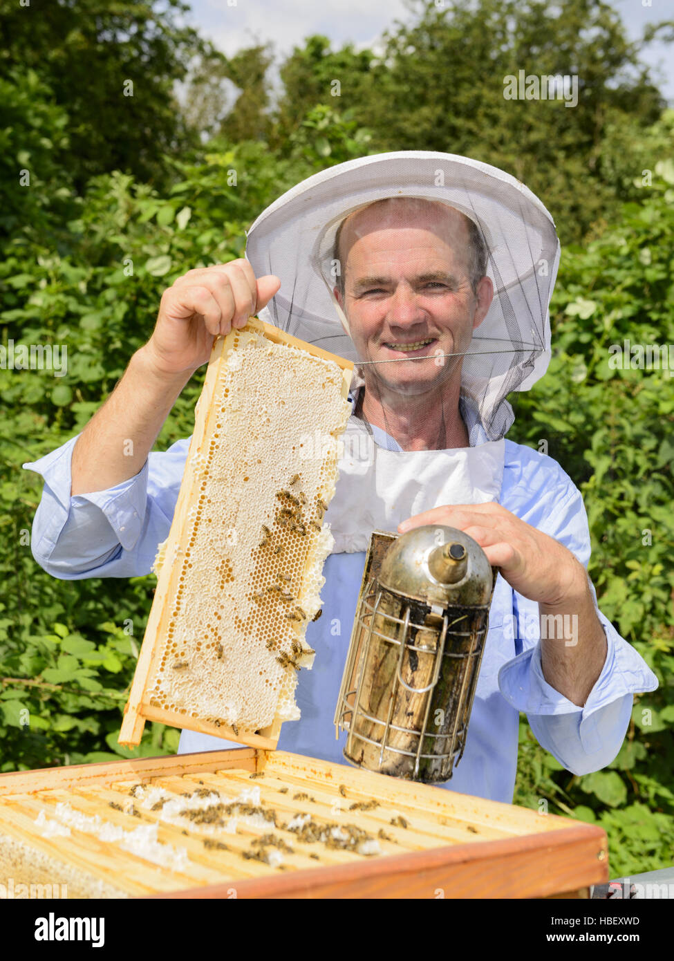 Beekeeper at work Stock Photo - Alamy