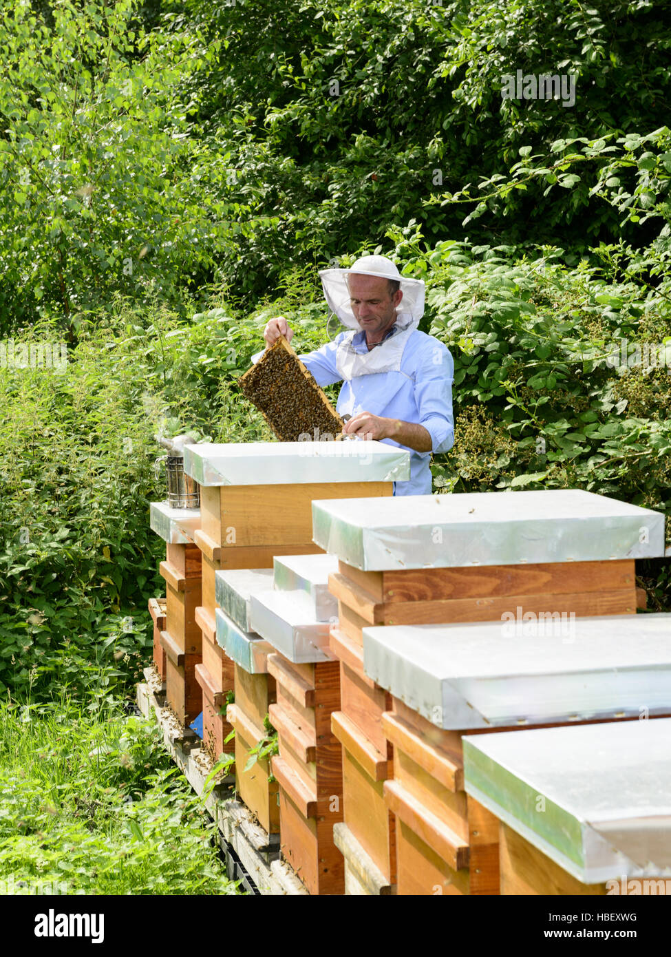 Beekeeper at work Stock Photo - Alamy