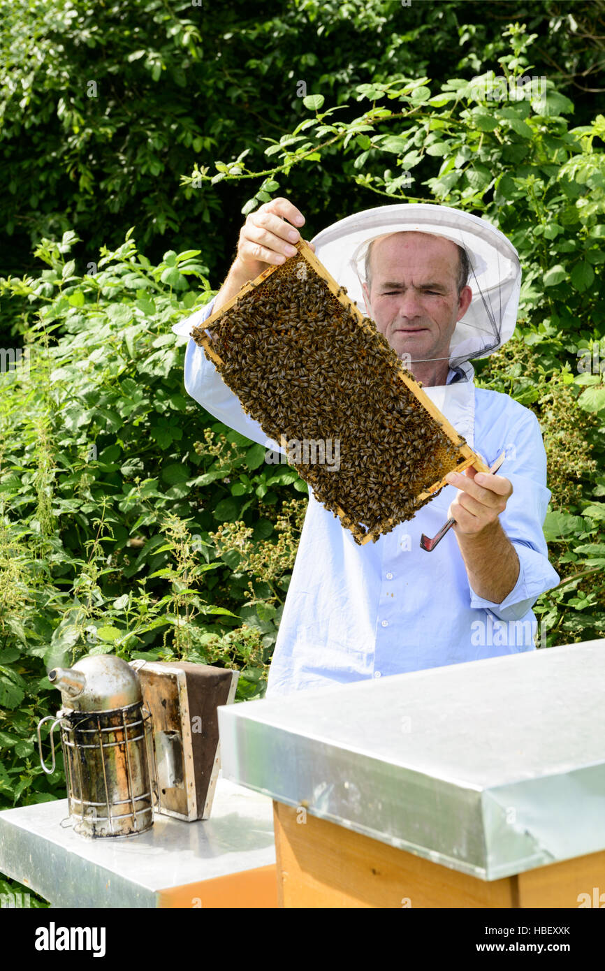 Beekeeper at work Stock Photo - Alamy