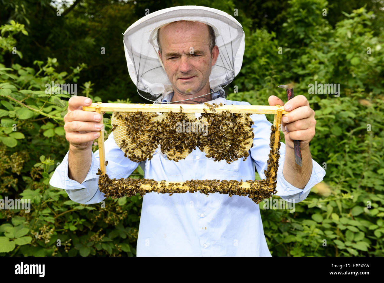 Beekeeper at work Stock Photo - Alamy