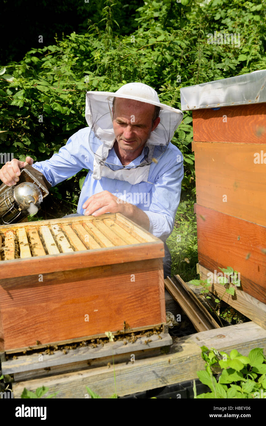 Beekeeper at work with smoker Stock Photo - Alamy