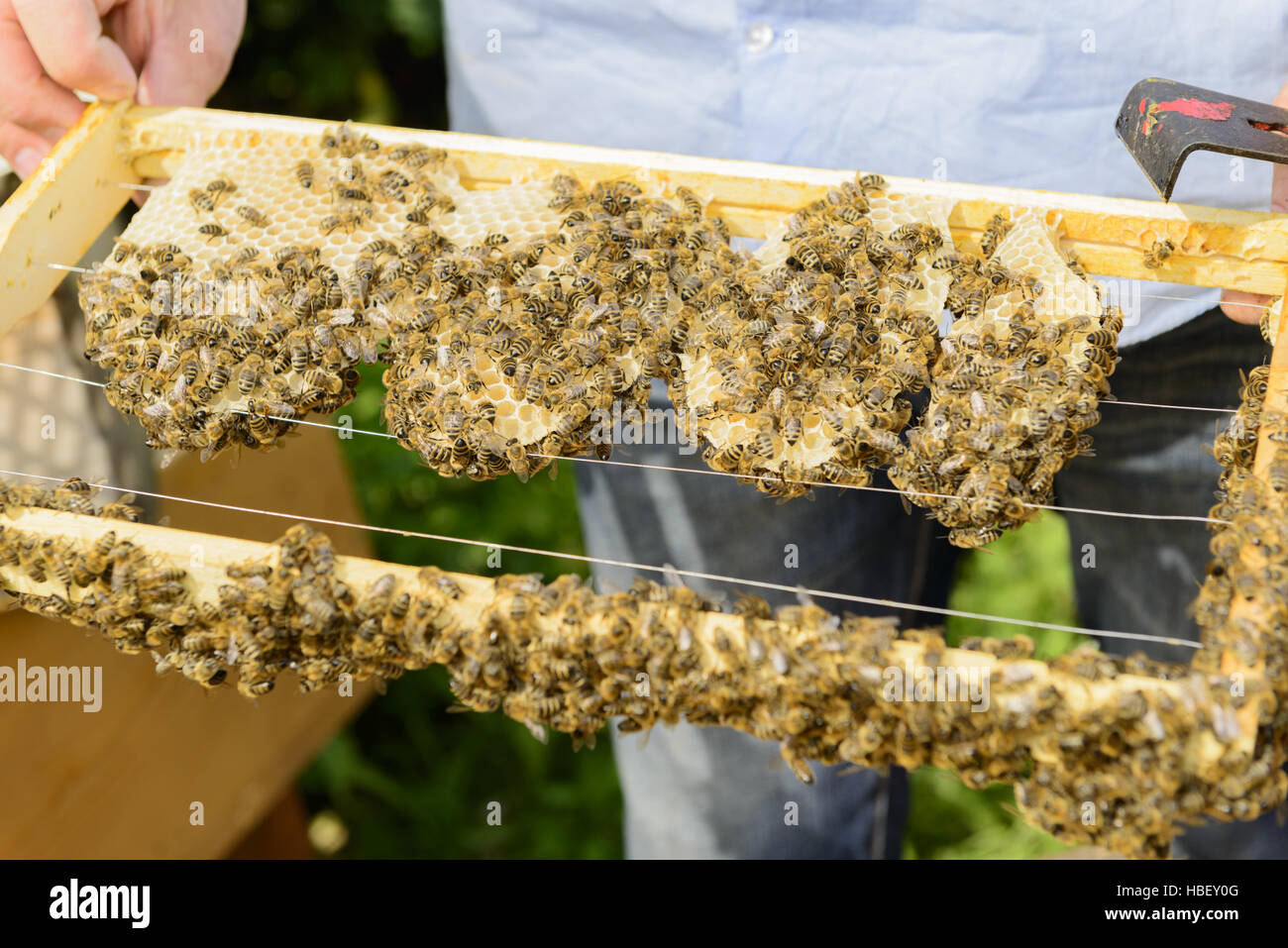 Hive building hi-res stock photography and images - Alamy