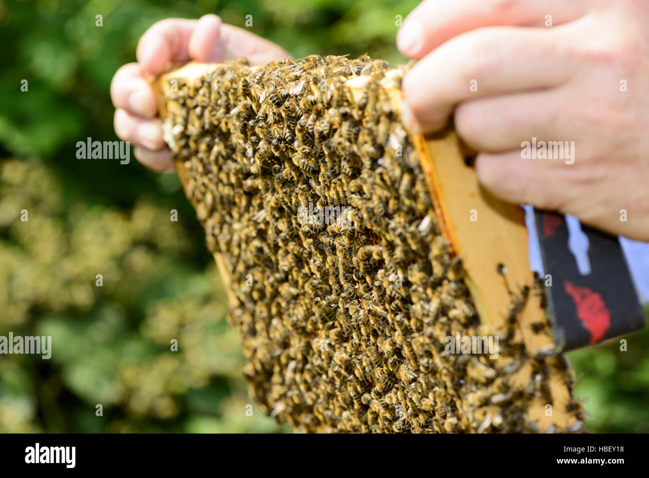 Honeybee on honeycomb hi-res stock photography and images - Alamy