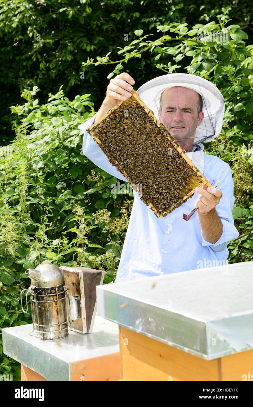Beekeeper at work Stock Photo - Alamy