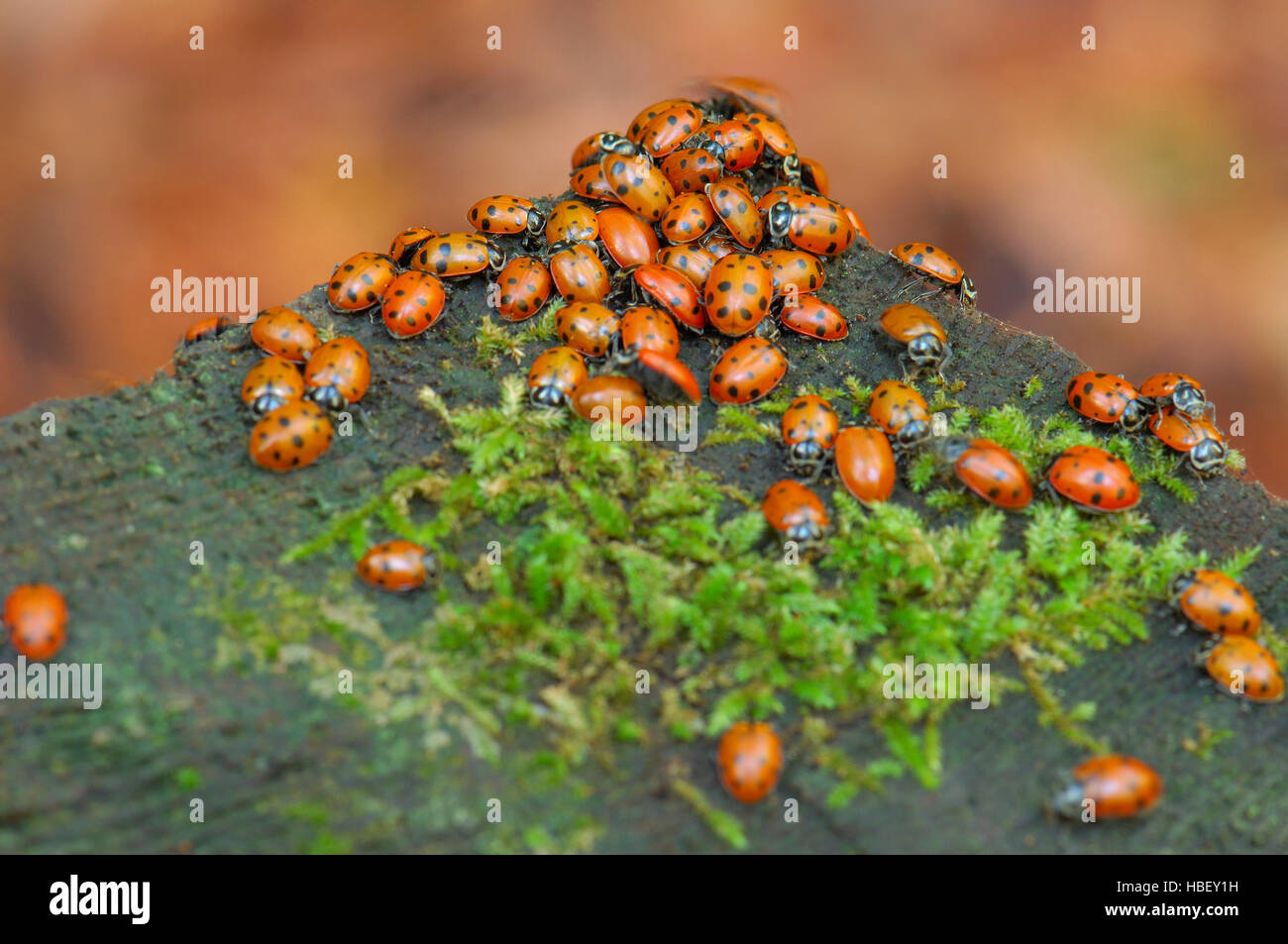 Hibernating ladybugs hi-res stock photography and images - Alamy