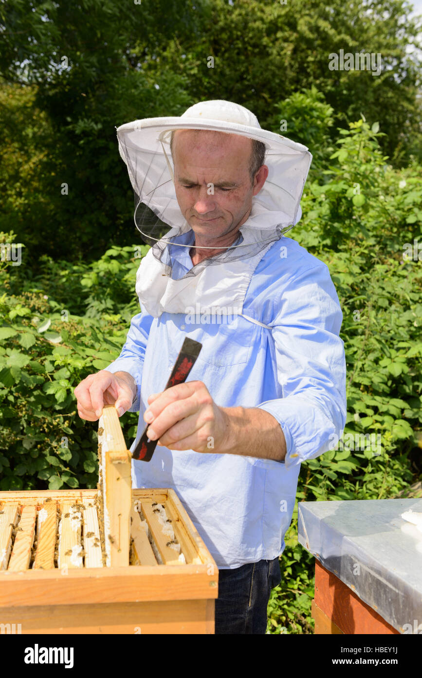 Beekeeper at work Stock Photo - Alamy