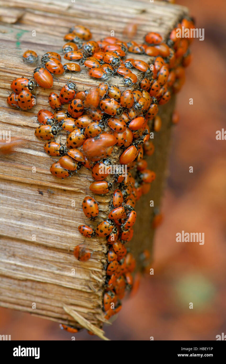 Ladybird beetles hi-res stock photography and images - Alamy