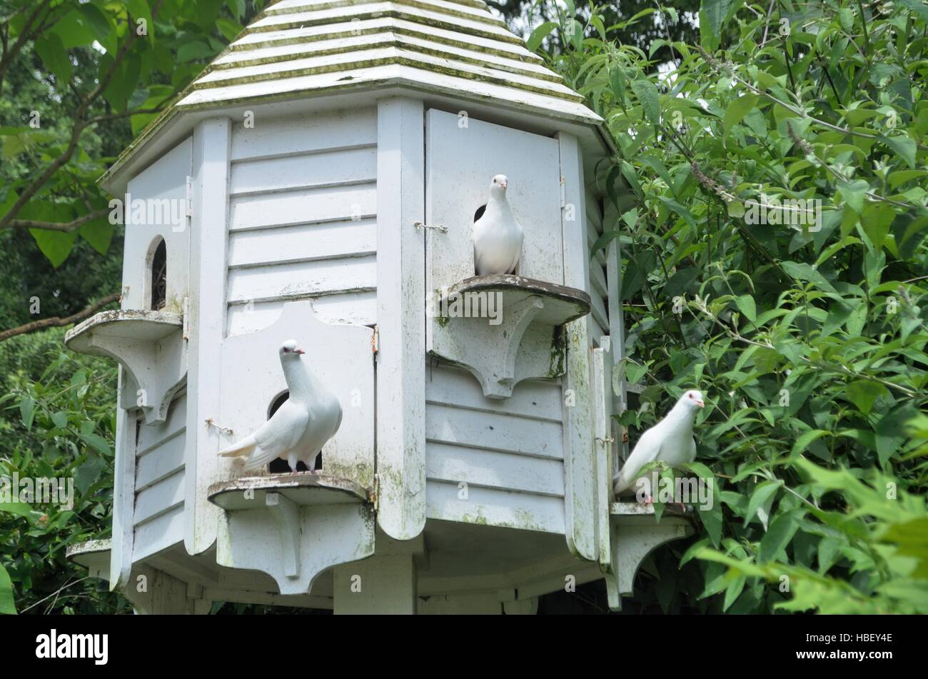 Doves at dovecote hi-res stock photography and images - Alamy