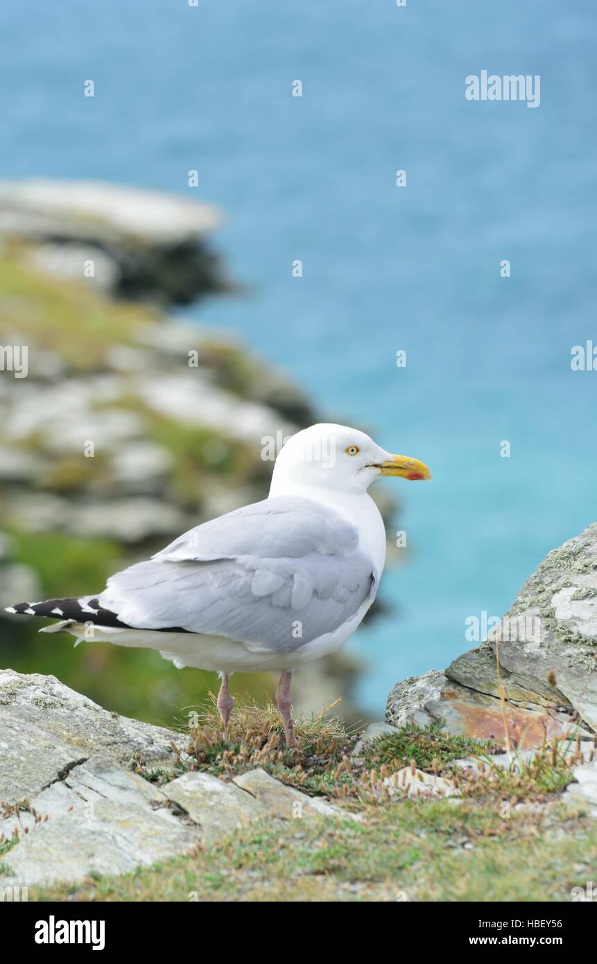 Stare at seagull hi-res stock photography and images - Alamy