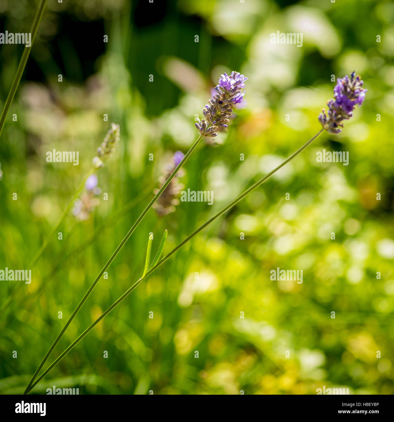 Lavender close up in garden hi-res stock photography and images - Alamy