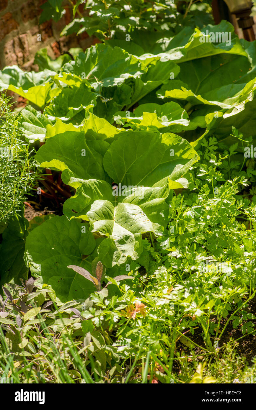 Rhubarb growing in vegetable patch Stock Photo - Alamy