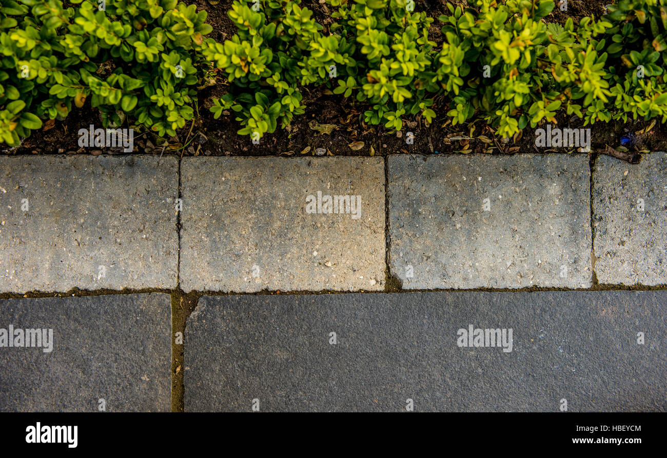 Hedging box hi-res stock photography and images - Alamy