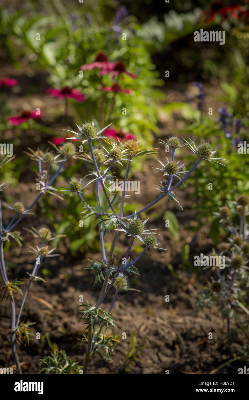 Mixed flower bed hi-res stock photography and images - Alamy
