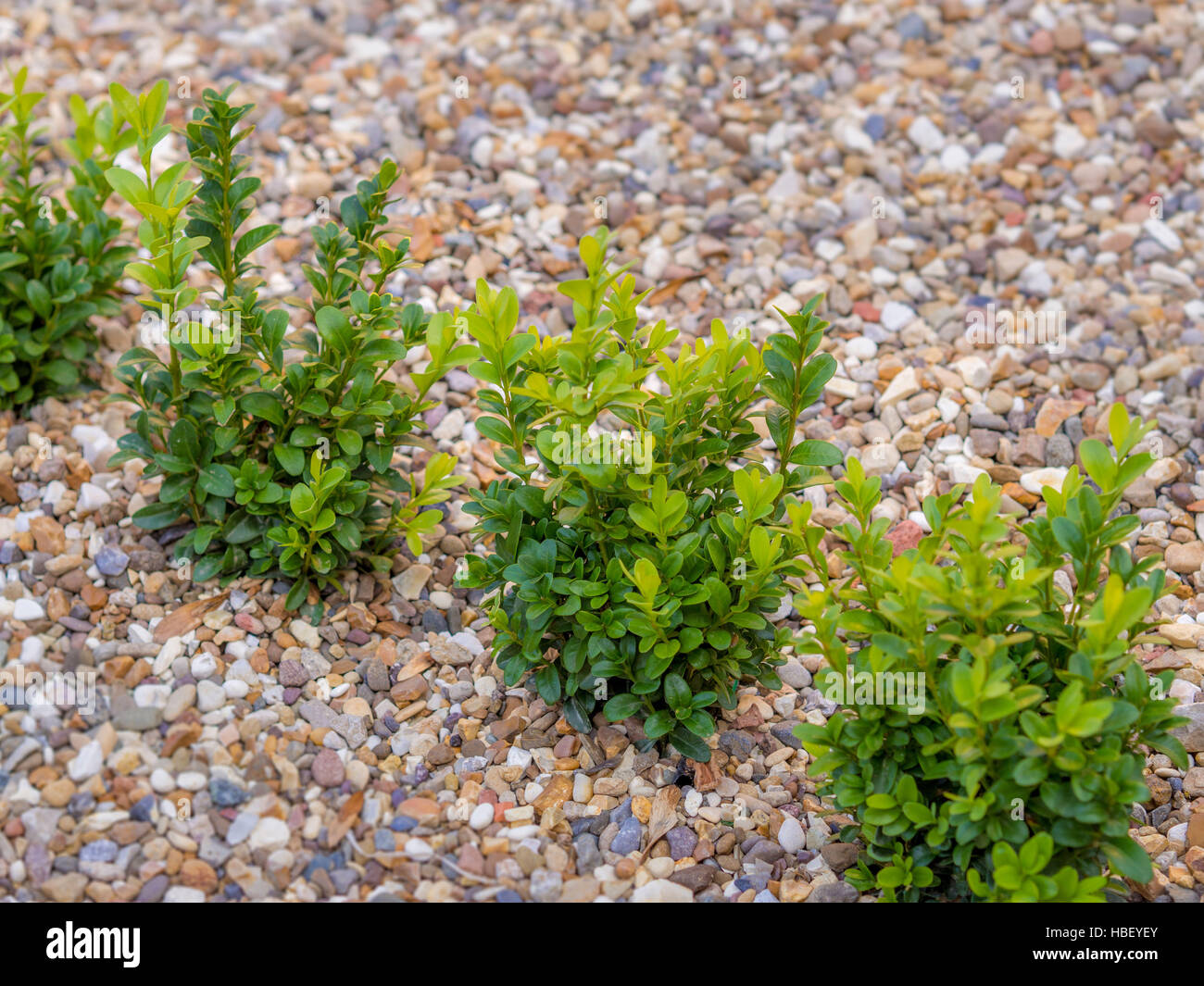 Young box hedging plants in gravel Stock Photo - Alamy