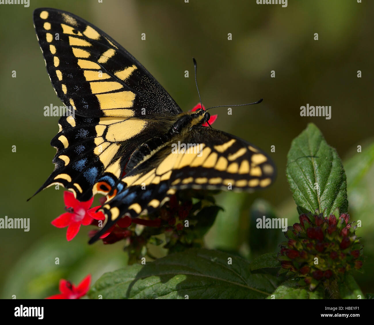 Anise swallowtail hi-res stock photography and images - Alamy