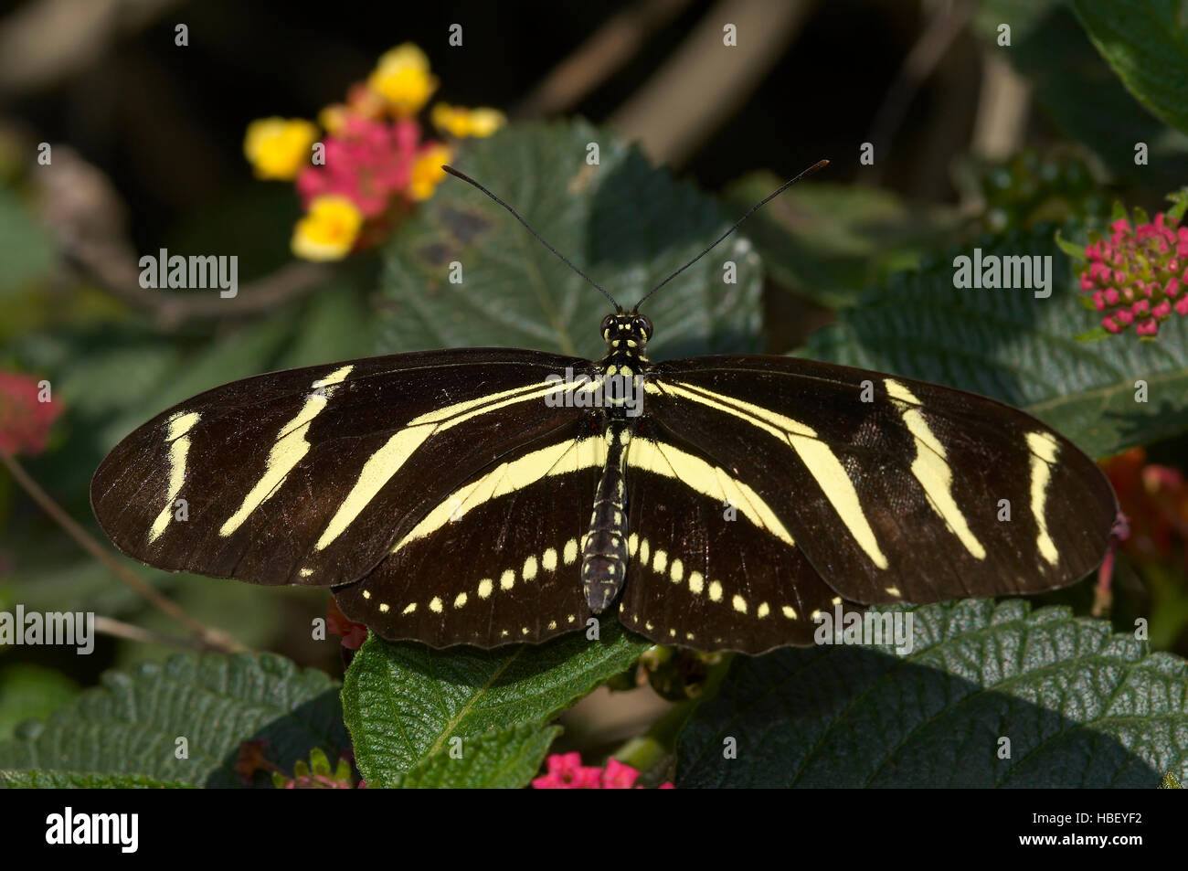 Zebra Longwing, Heliconius charithonia, Southern California Stock Photo ...