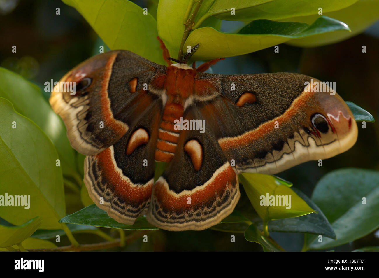 Cecropia Moth, Hyalophora cecropia, Southern California Stock Photo - Alamy