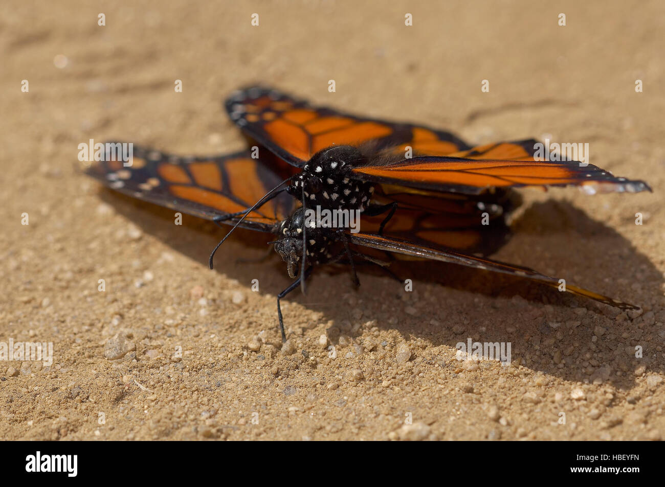 Mating monarchs hi-res stock photography and images - Alamy