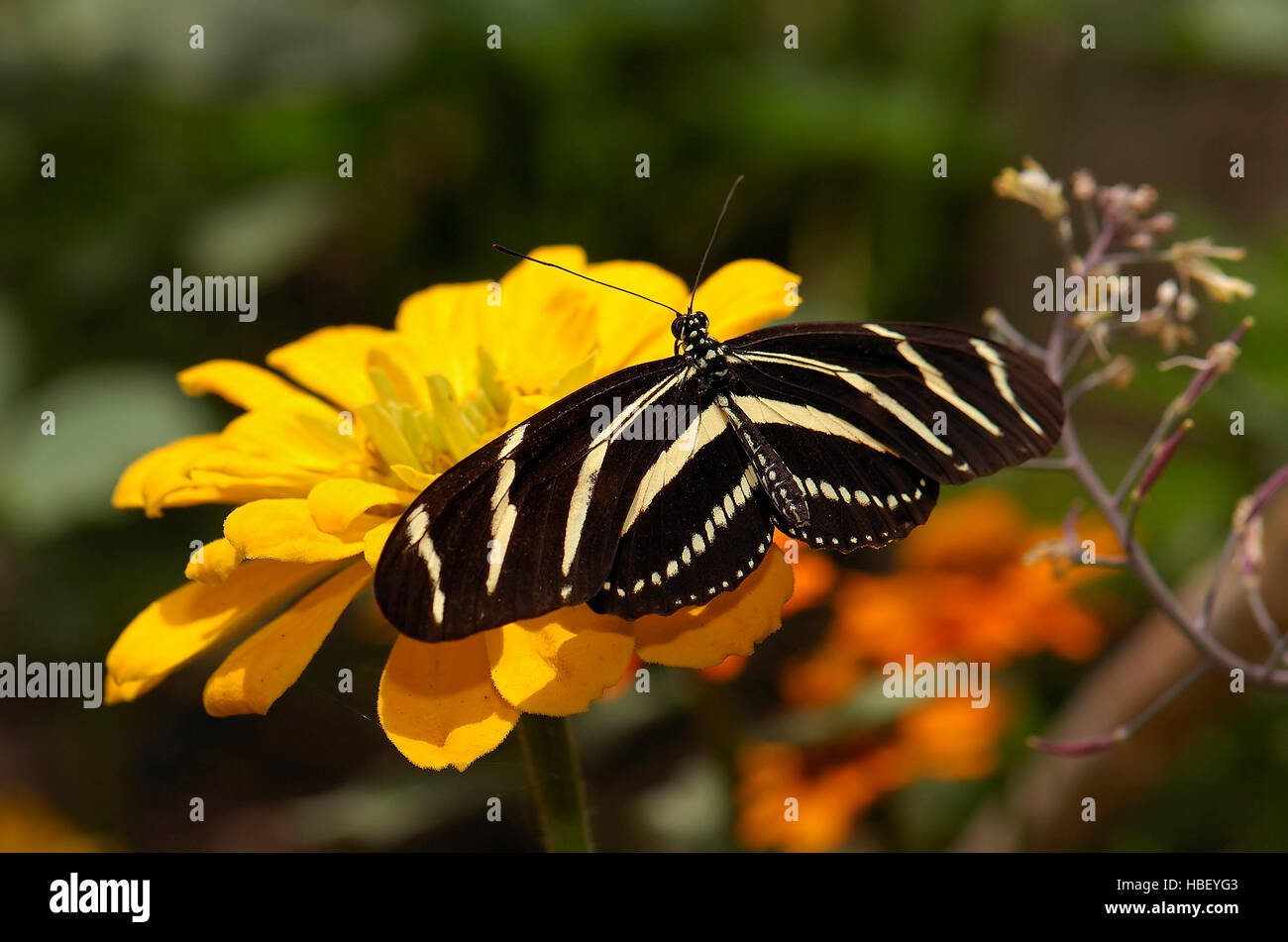 Zebra Longwing Butterfly Drawing