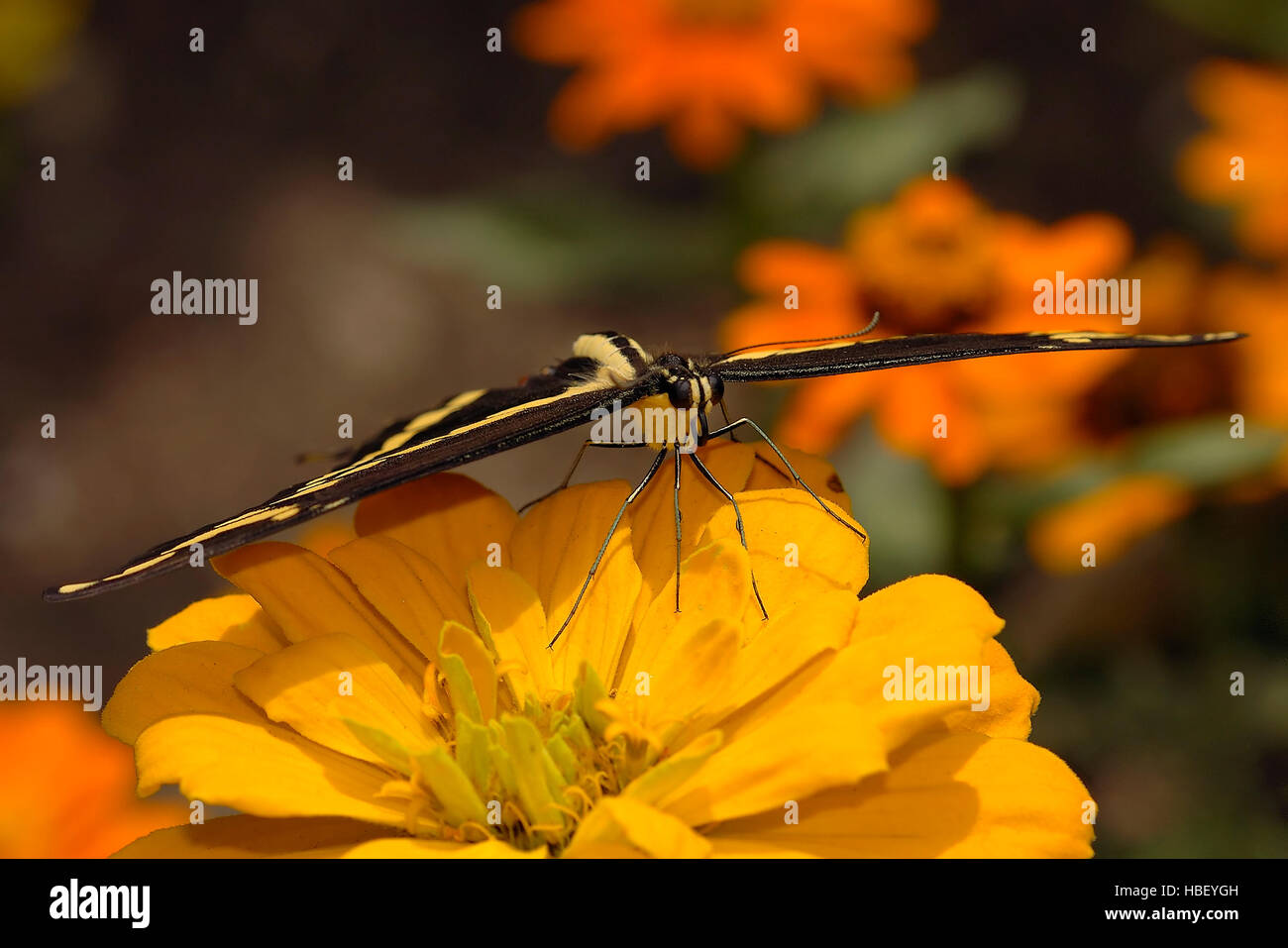 Giant Swallowtail, Papilio cresphontes, Southern California Stock Photo ...