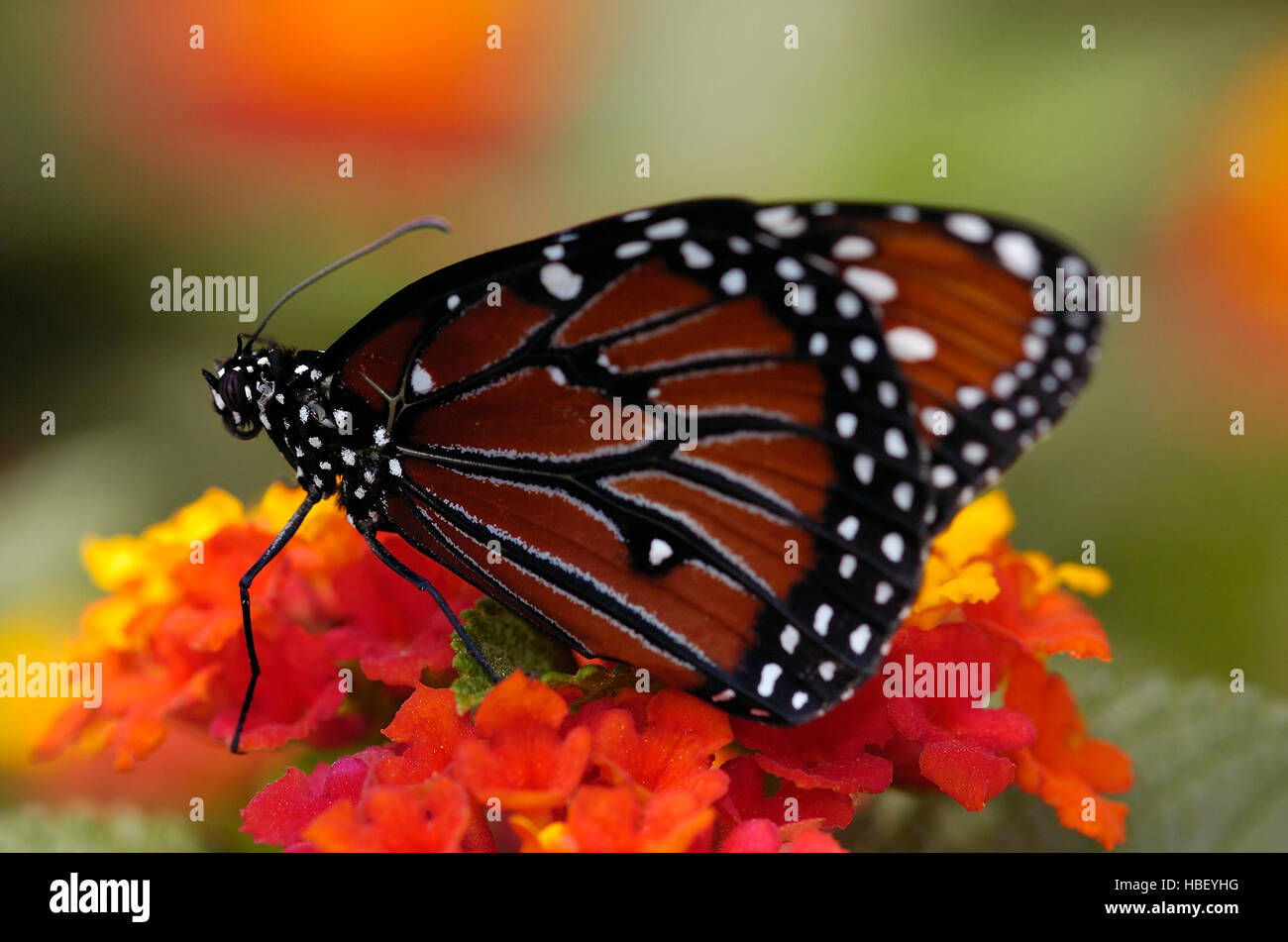Viceroy, Limenitis archippus, Southern California Stock Photo - Alamy