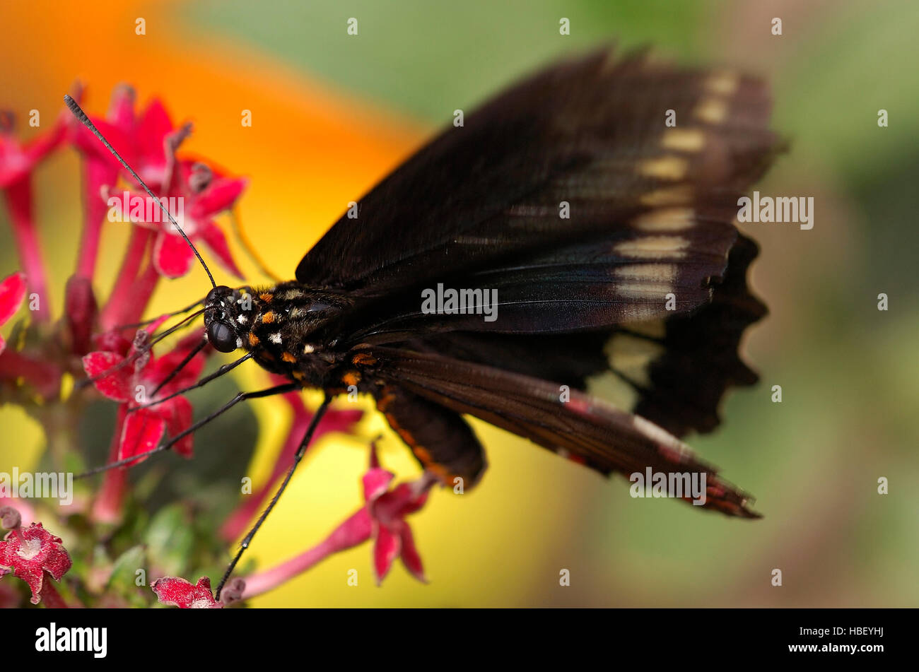 Polydamas Swallowtail, Battus polydamas, Southern California Stock ...
