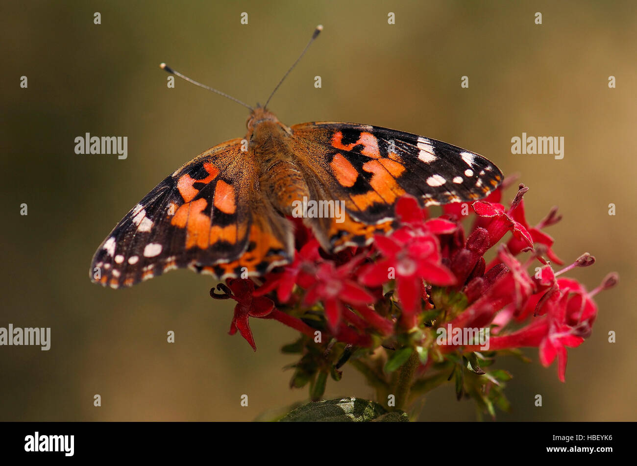 Painted Lady, Vanessa cardui, Southern California Stock Photo - Alamy