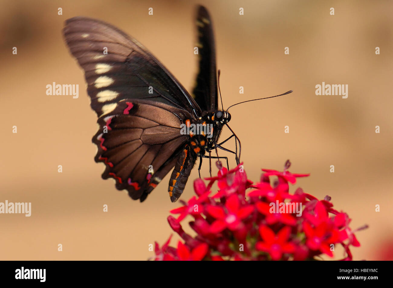 Polydamas Swallowtail, Battus polydamas, Southern California Stock ...