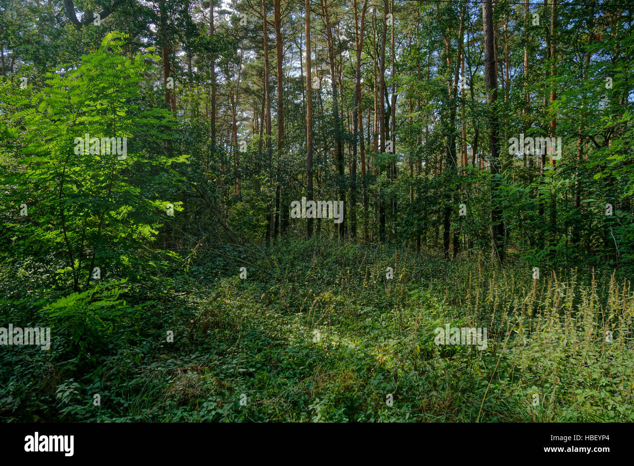 Wiese wald hi-res stock photography and images - Alamy
