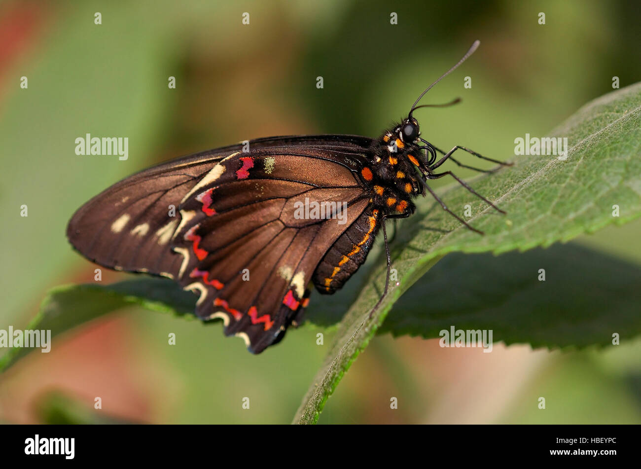 Polydamas Swallowtail, Battus polydamas, Southern California Stock ...