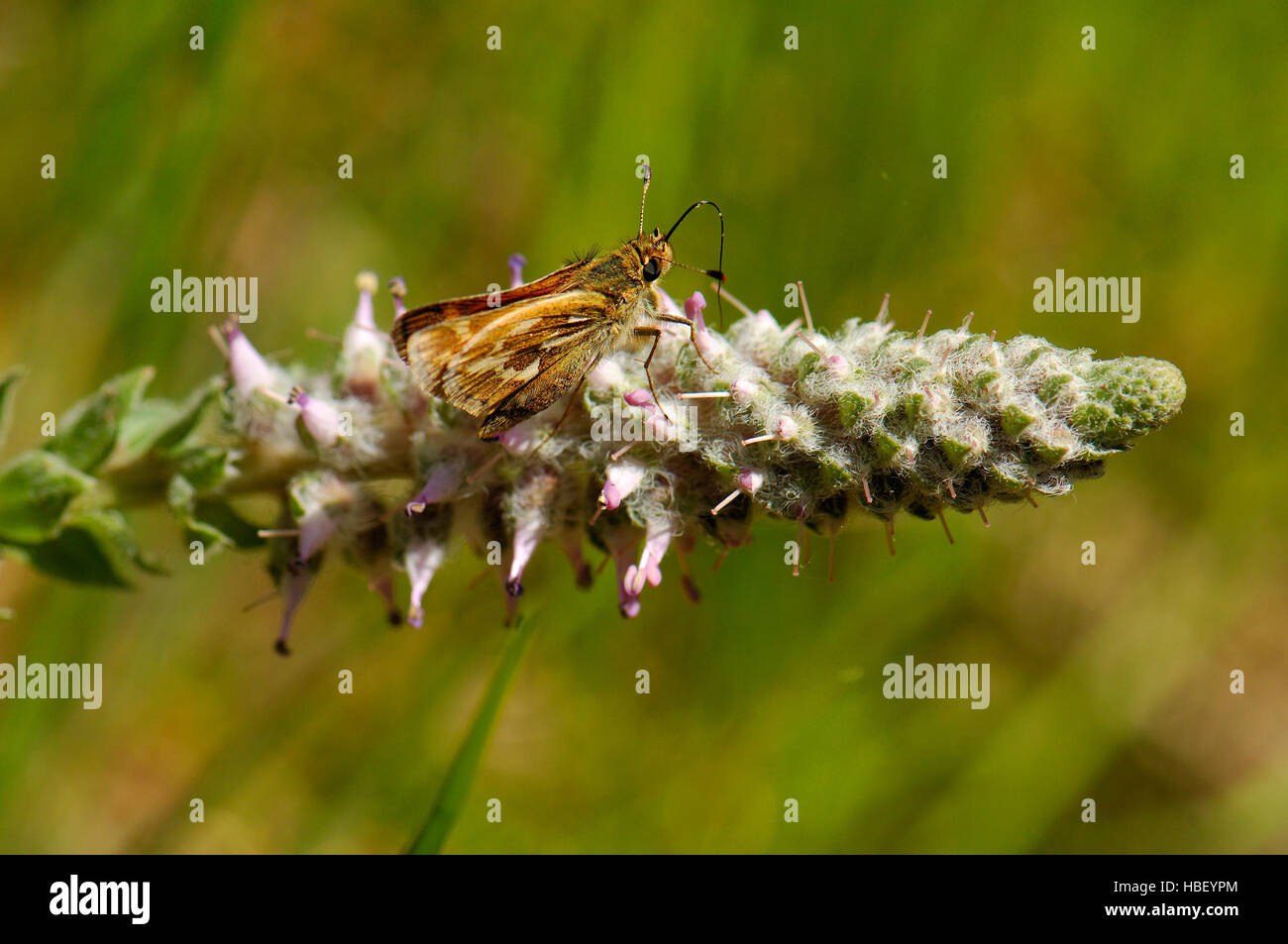 Skipper on White River Kittentail, Besseya plantaginea, East Fork of ...