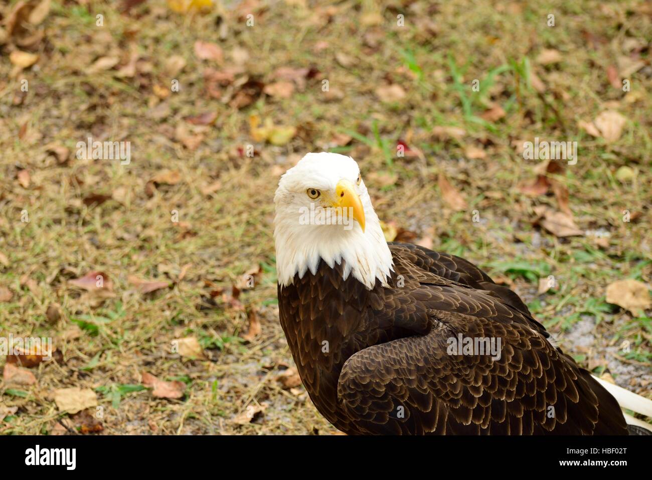 American bald eagle resting on the ground Stock Photo - Alamy