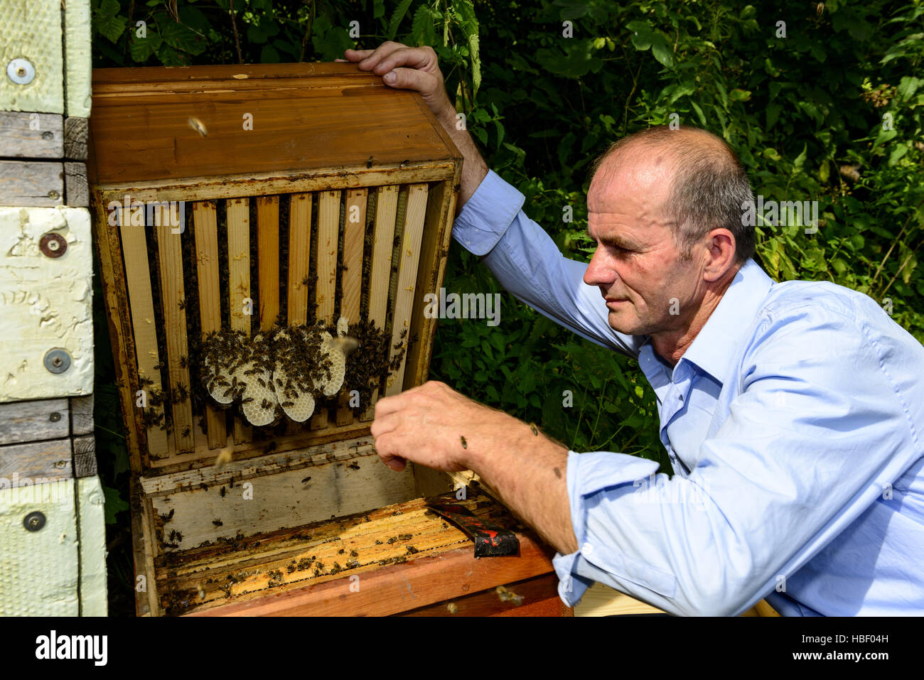 Waben gelb hi-res stock photography and images - Alamy