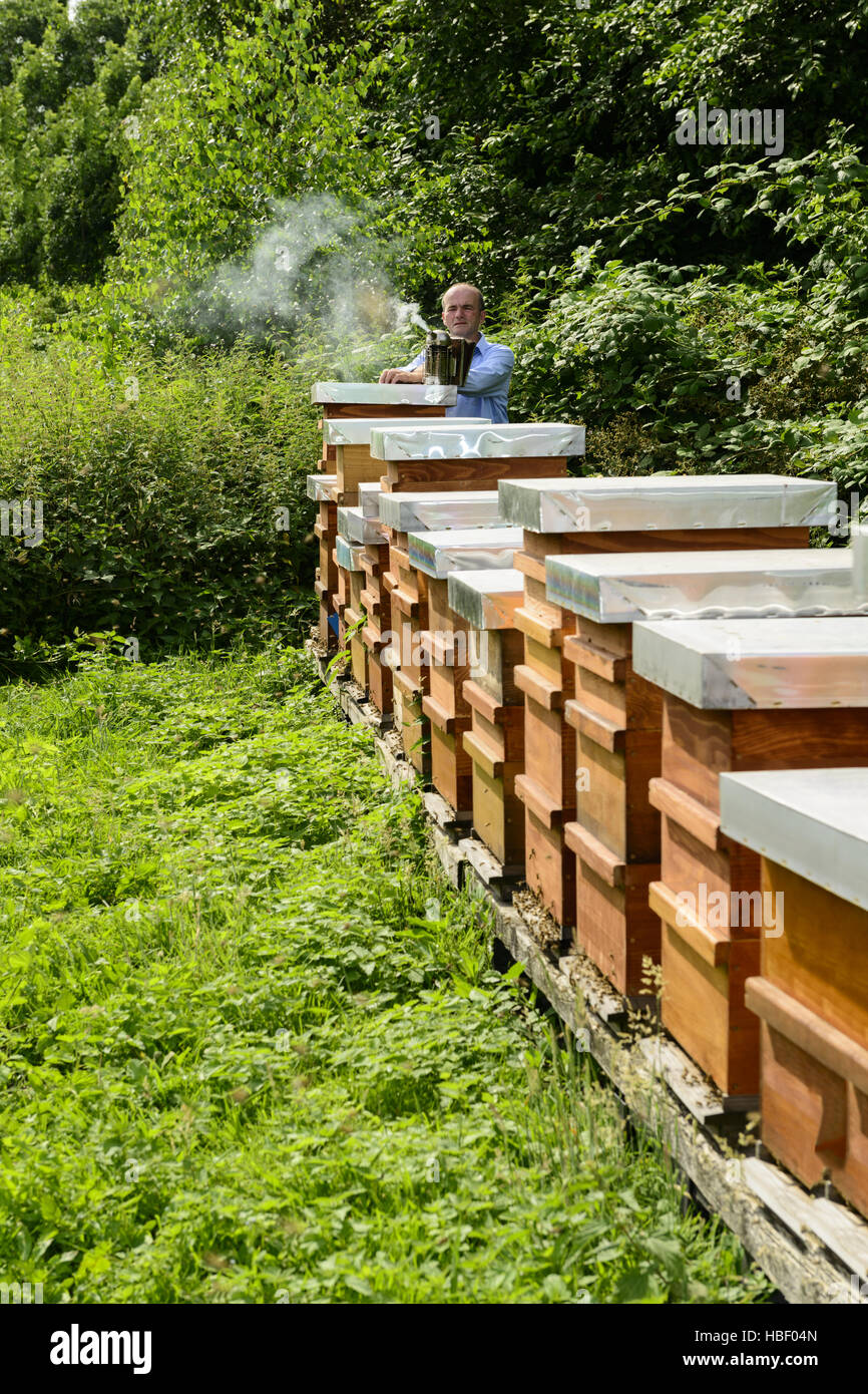 Stock of hives hi-res stock photography and images - Alamy