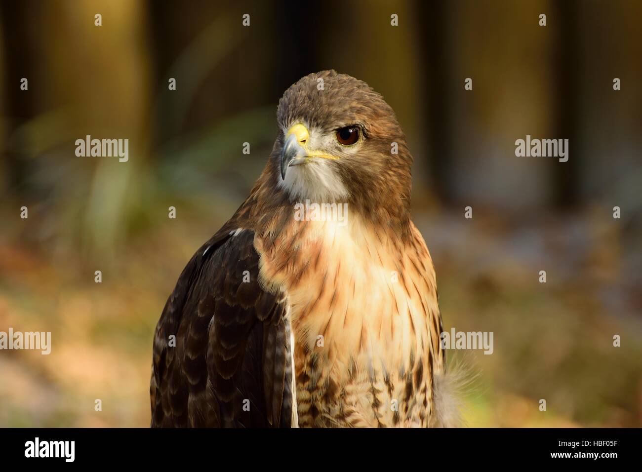 Medium size hawk hi-res stock photography and images - Alamy