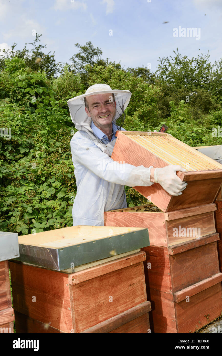 Beekeeper at work Stock Photo - Alamy
