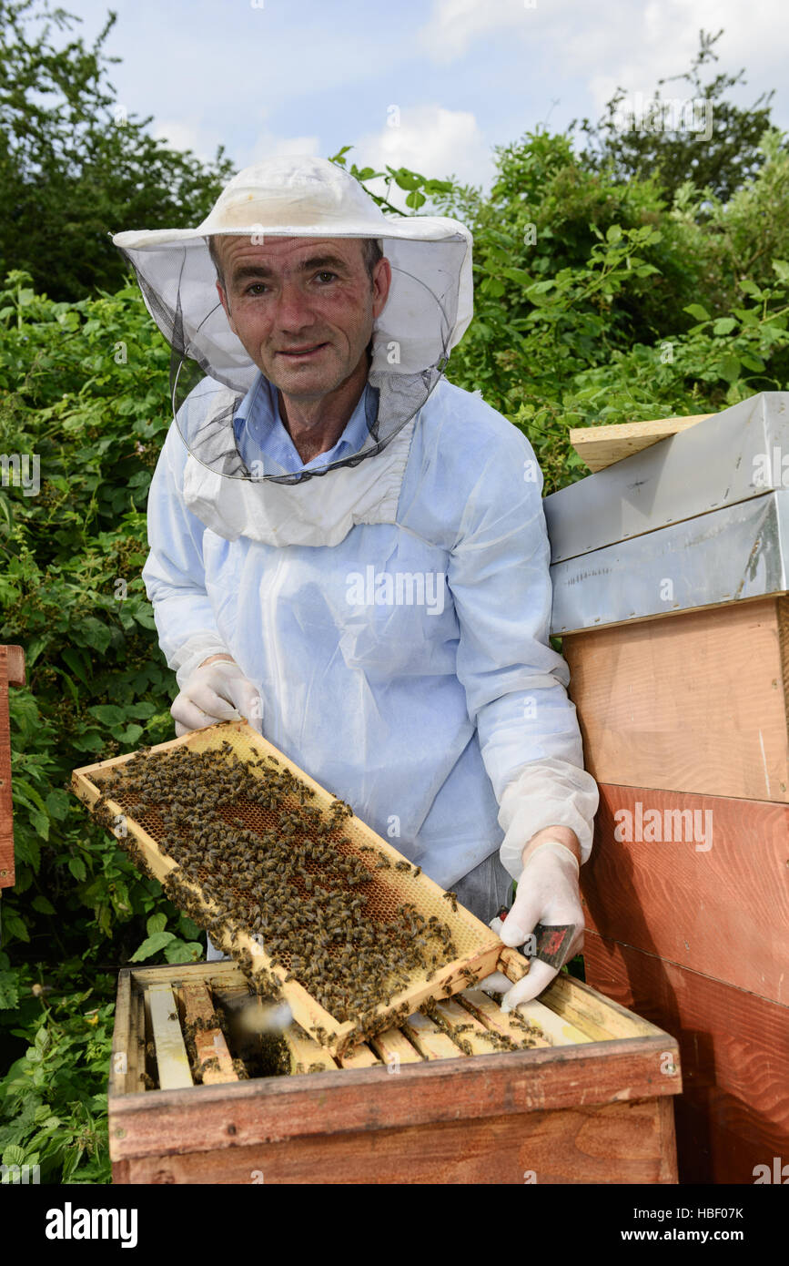 Beekeeper at work Stock Photo - Alamy