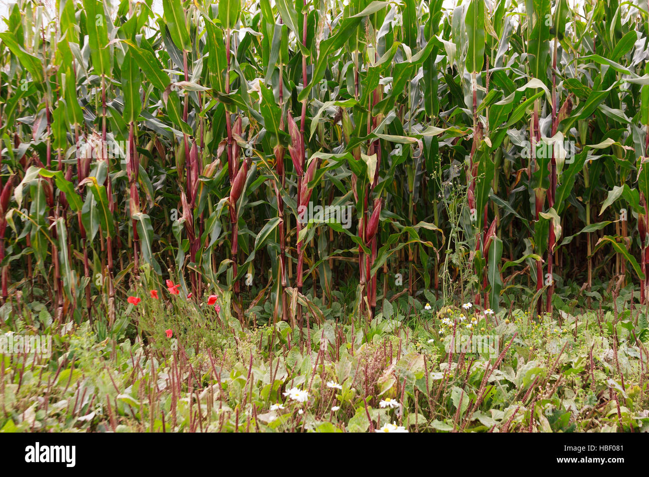 Field weeds hi-res stock photography and images - Alamy