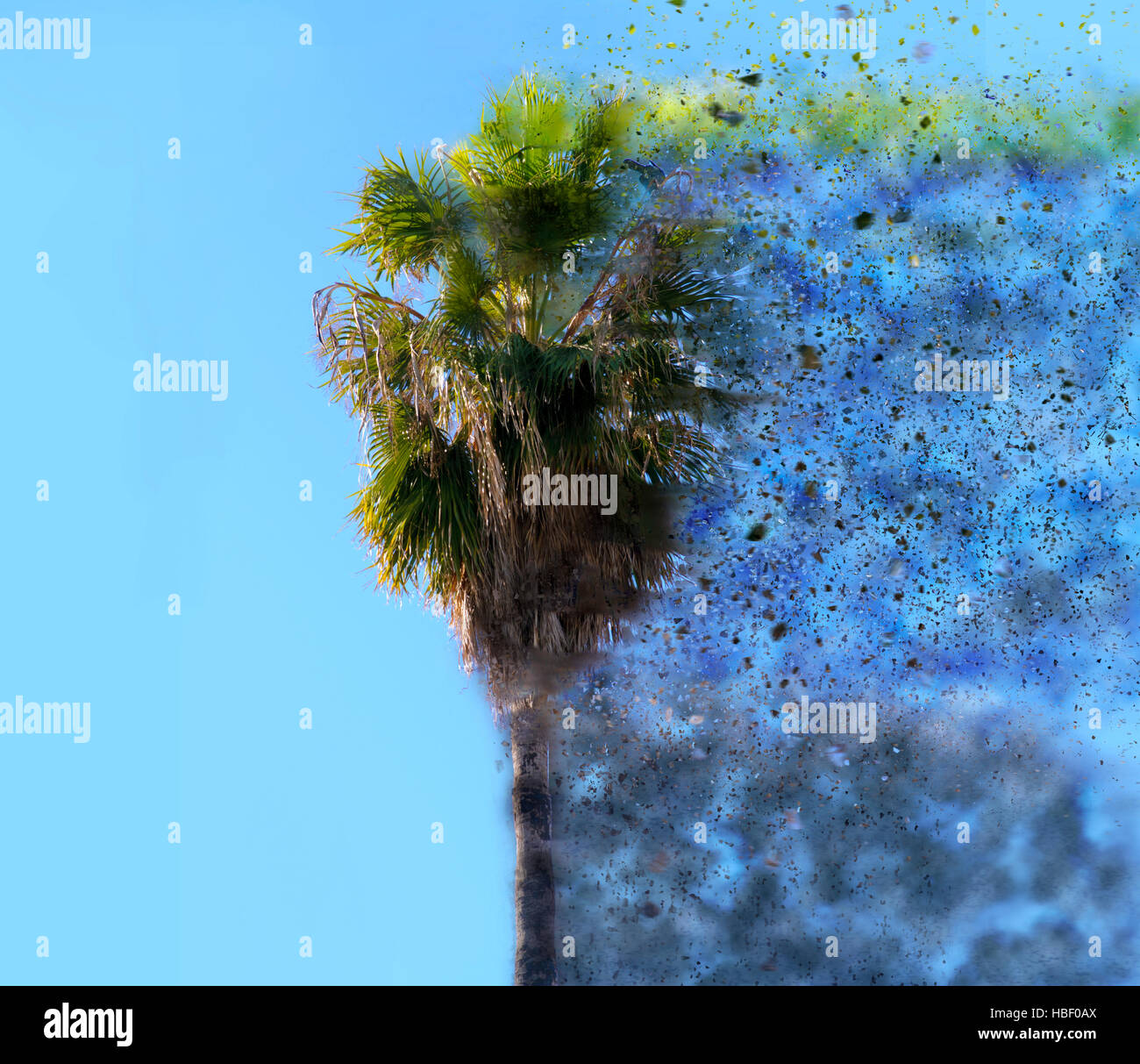 Washingtonia filifera palm trees hi-res stock photography and images ...