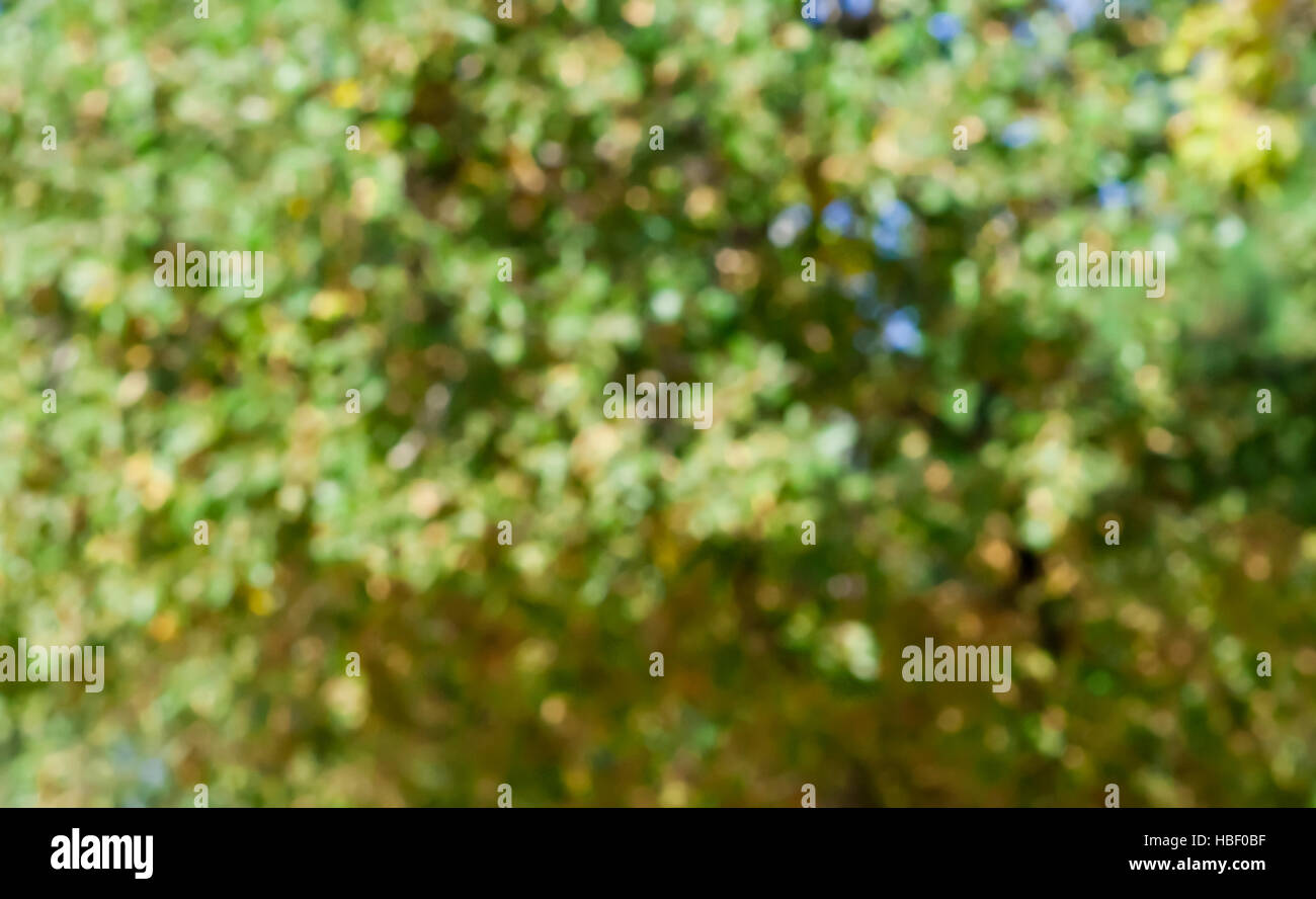 Focus foliage hi-res stock photography and images - Alamy