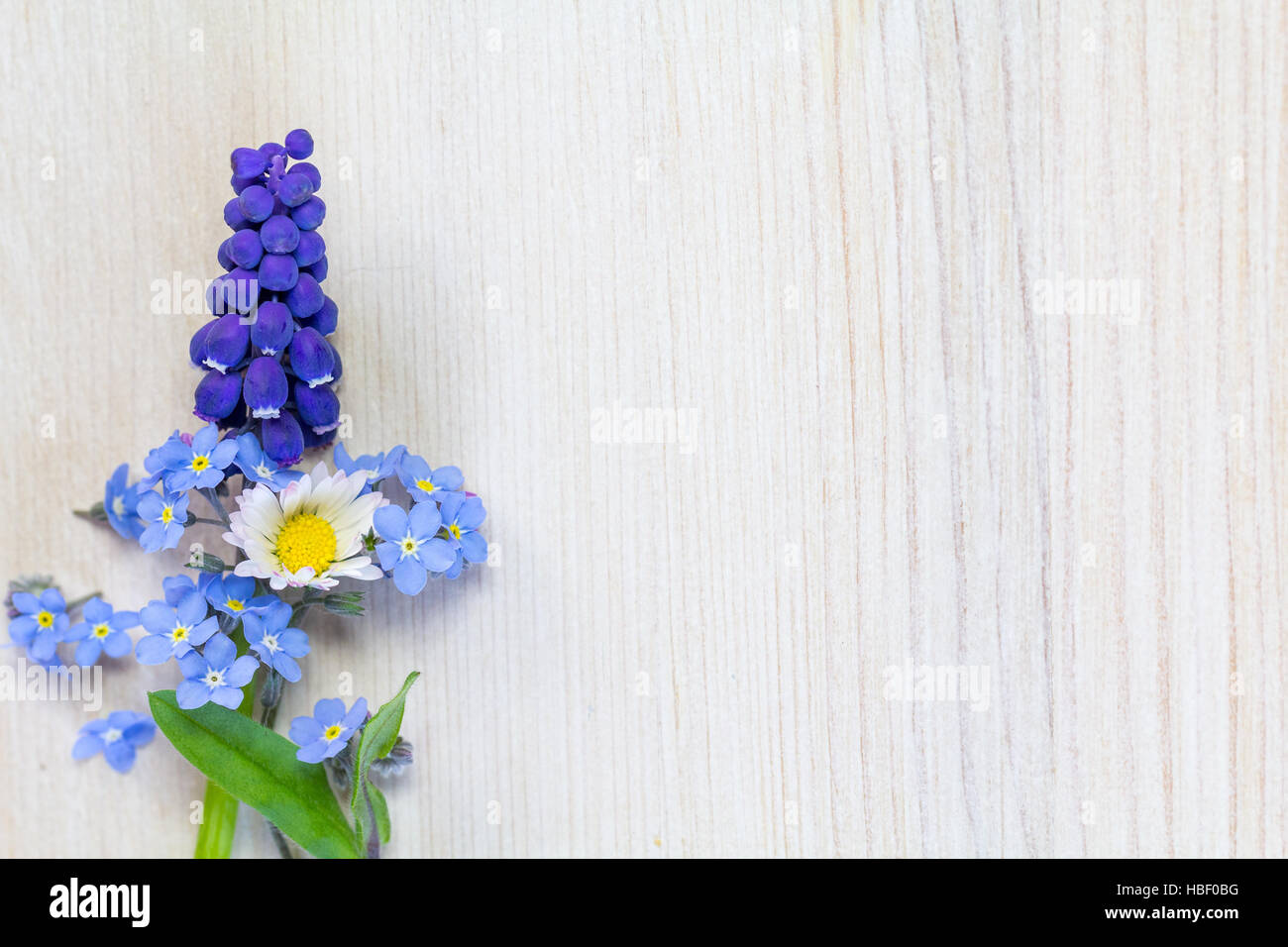 Forget-me-not, Daisy and grapehyacinth Stock Photo - Alamy