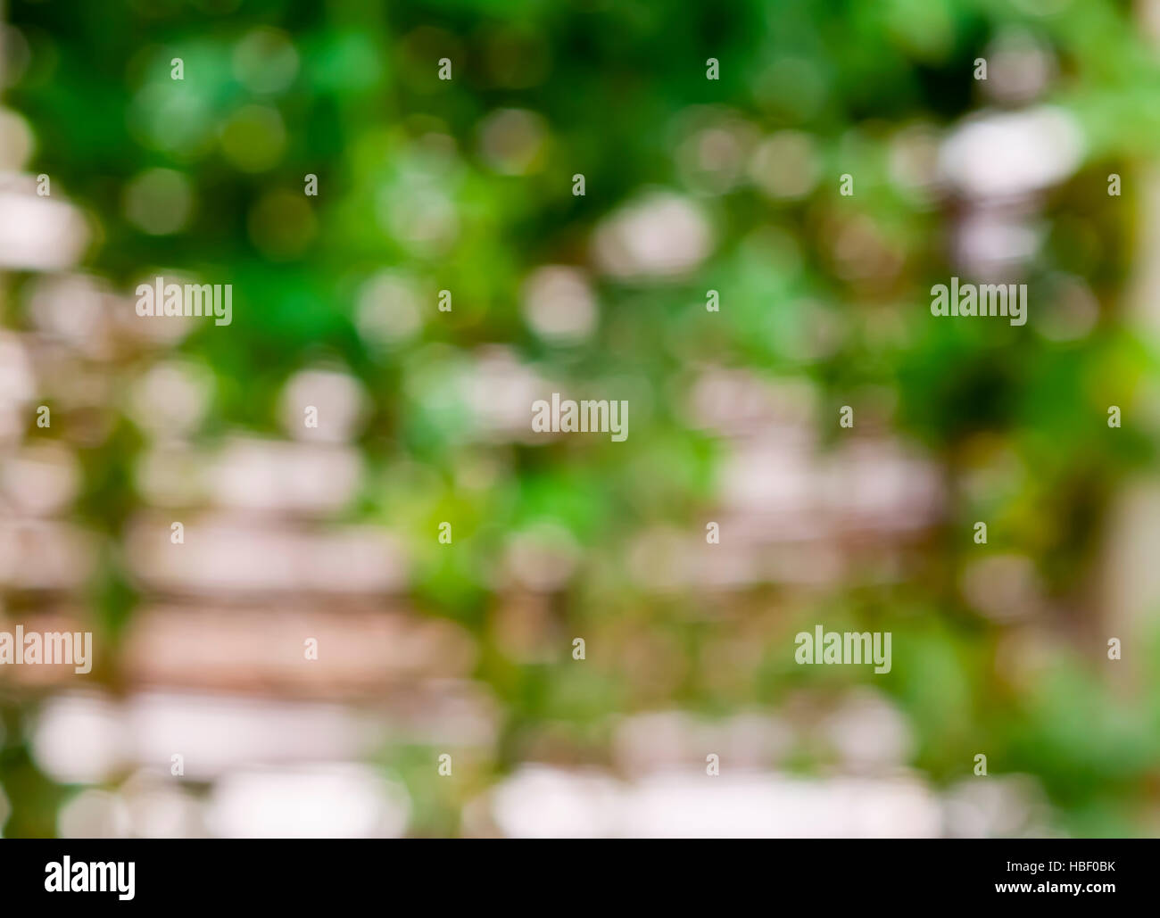 Focus foliage hi-res stock photography and images - Alamy