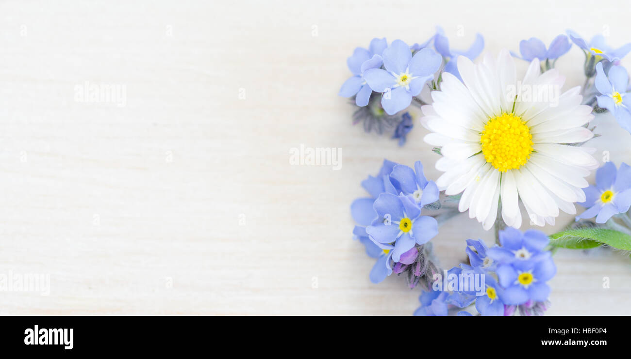 Forget-me-not, Daisy and grapehyacinth Stock Photo - Alamy