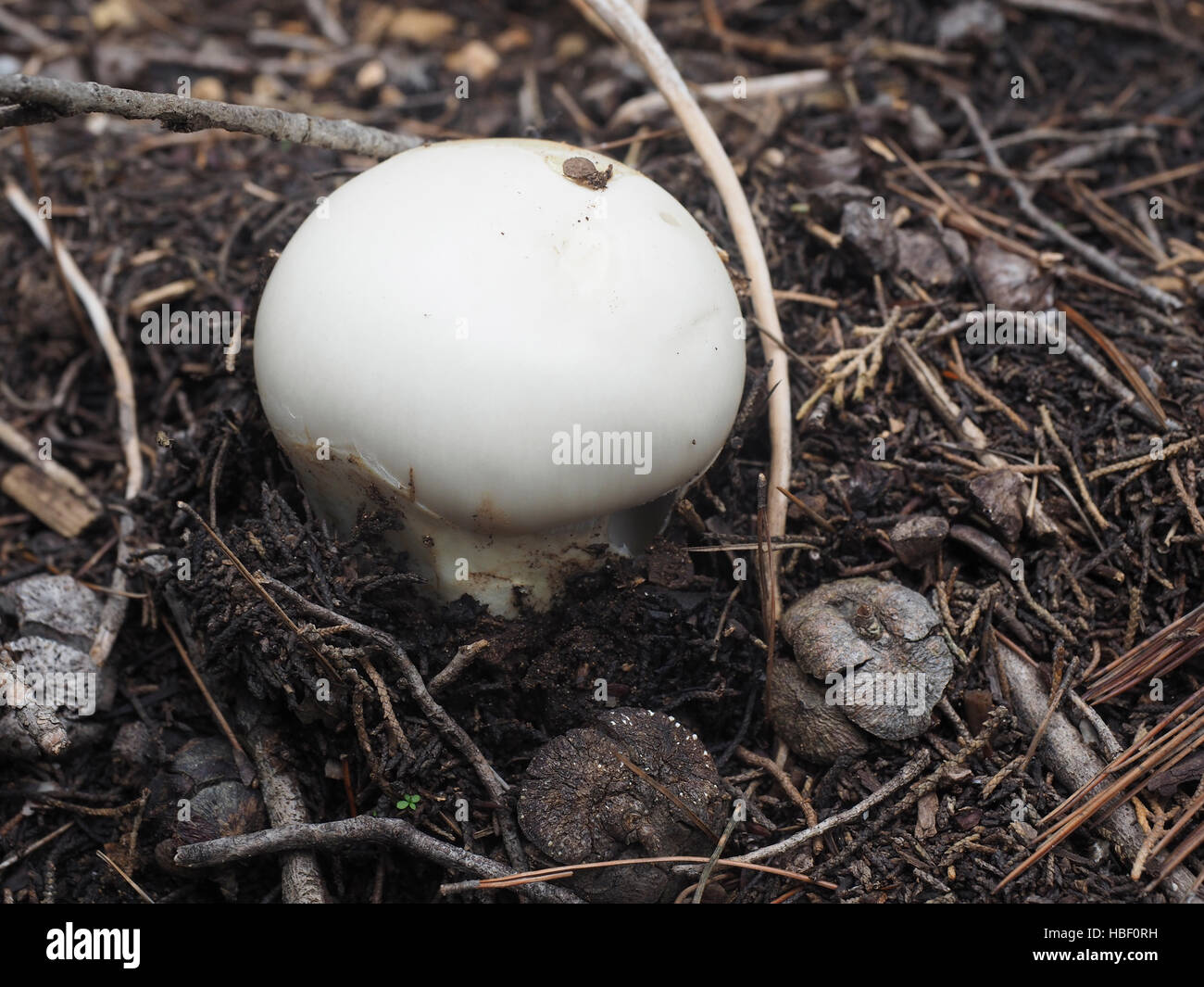 Croatia toadstools mushrooms hi-res stock photography and images - Alamy