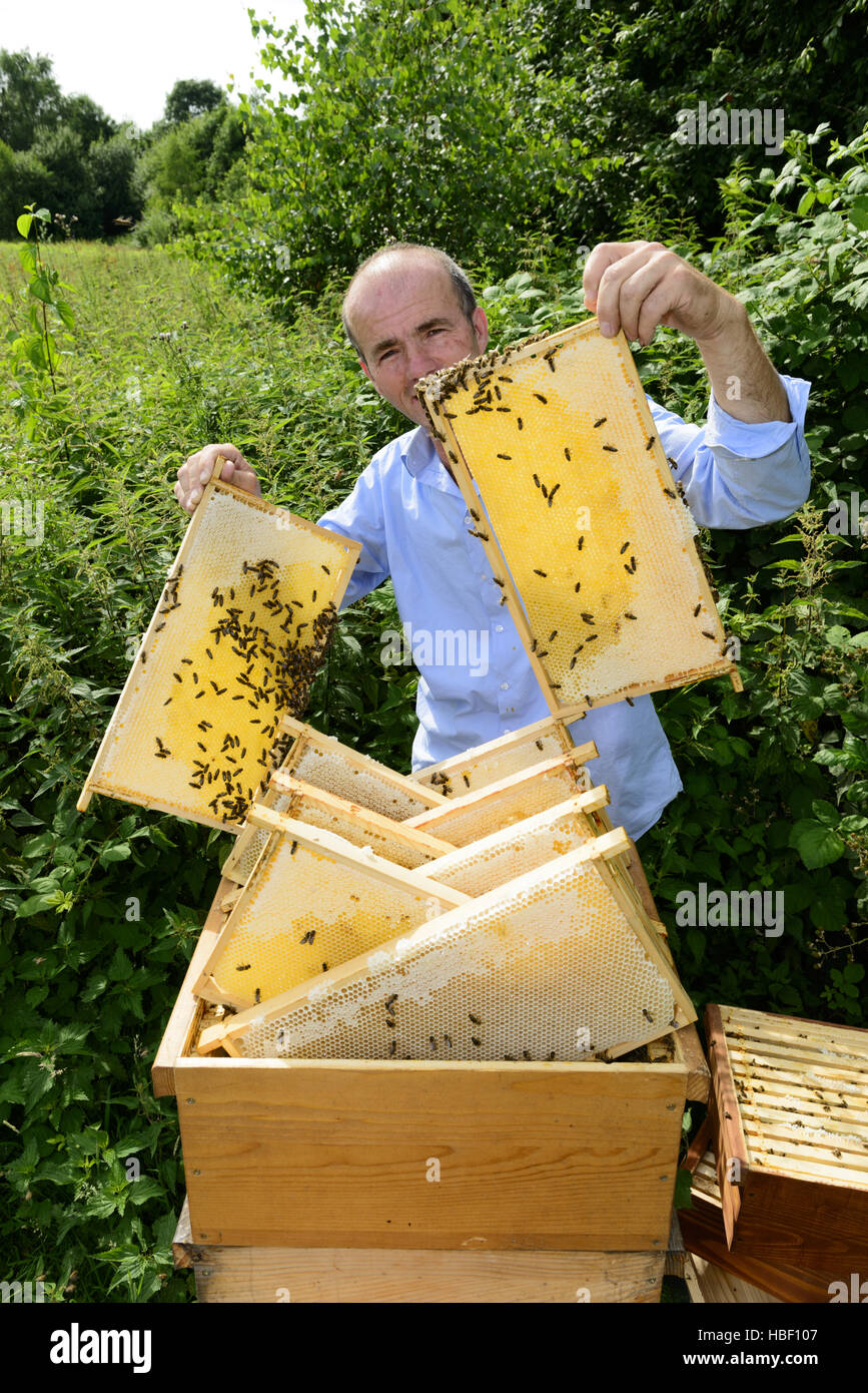 Frame of pollen hi-res stock photography and images - Alamy
