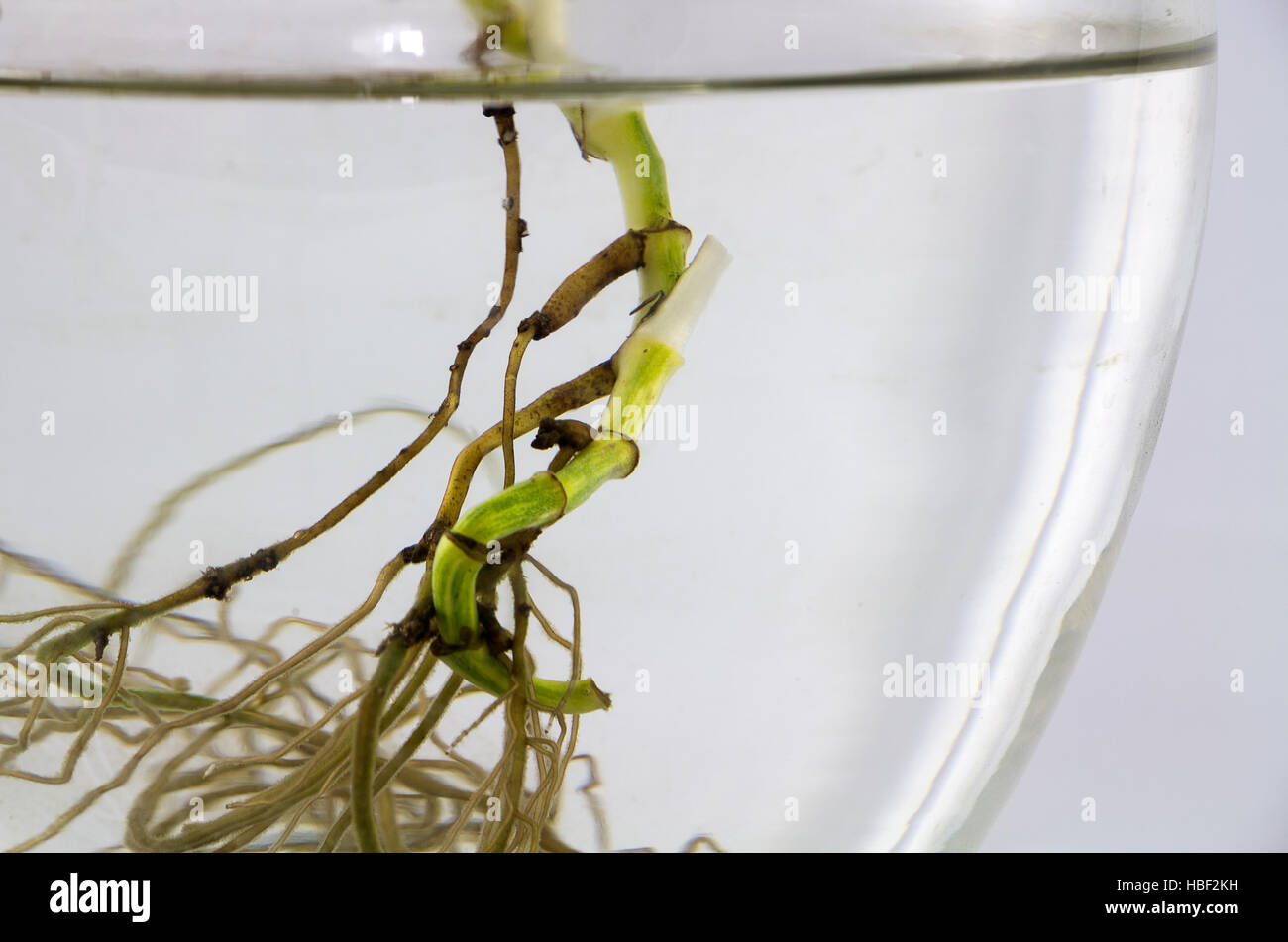 Root inside hi-res stock photography and images - Alamy