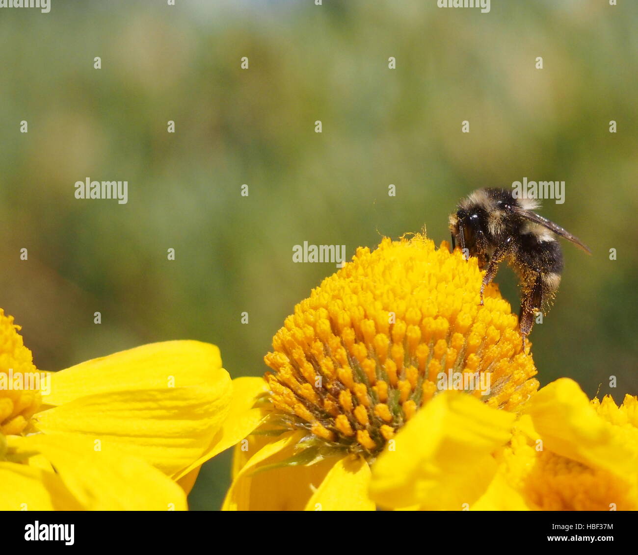 Queen bee pollen hi-res stock photography and images - Alamy